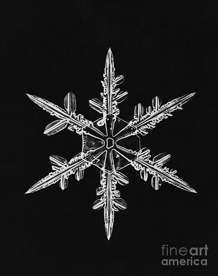 Snowflake Photograph by Science Source | Fine Art America