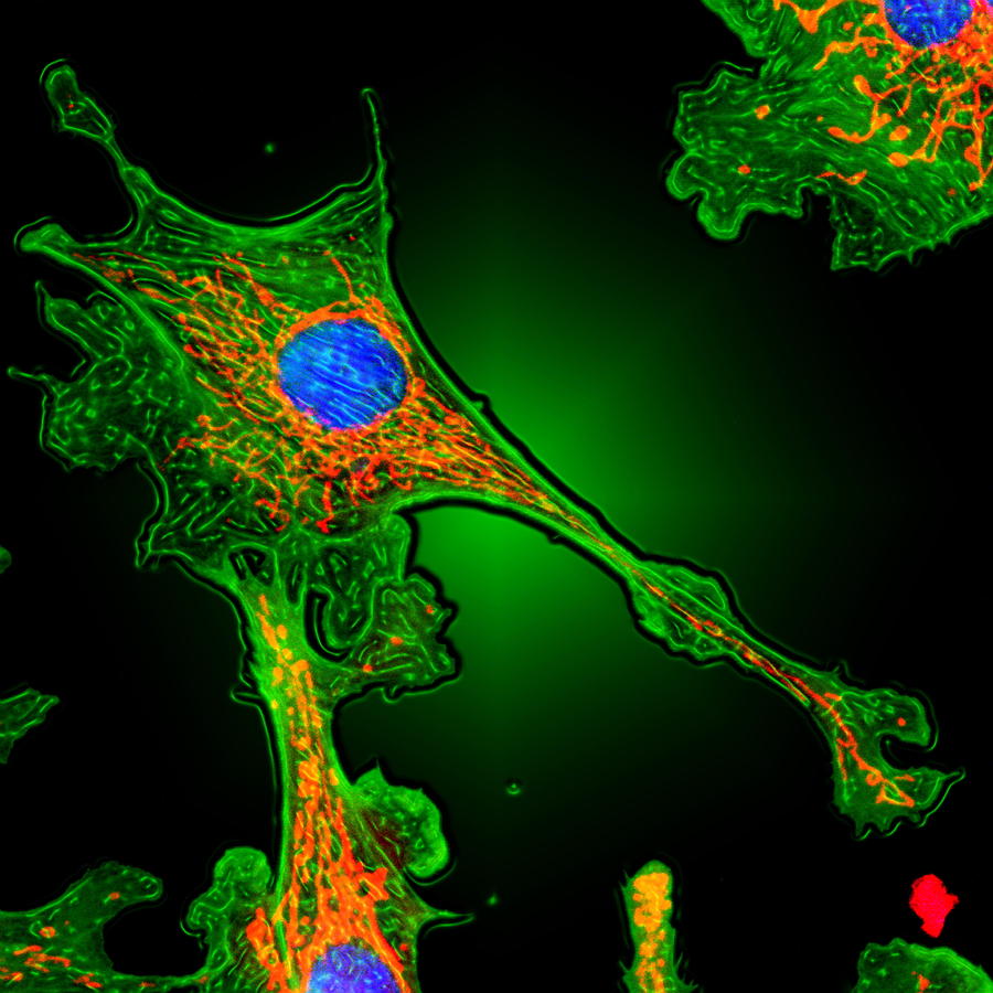 Cell Structure Photograph by David Becker - Fine Art America