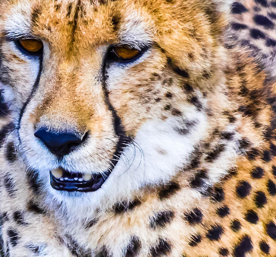 Cheetah Photograph by Brian Stevens - Fine Art America