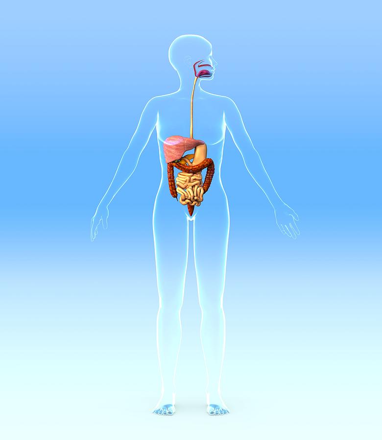 Digestive System, Artwork #7 by Science Photo Library
