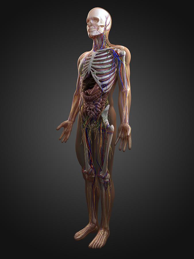 Human Anatomy, Artwork #7 by Science Photo Library