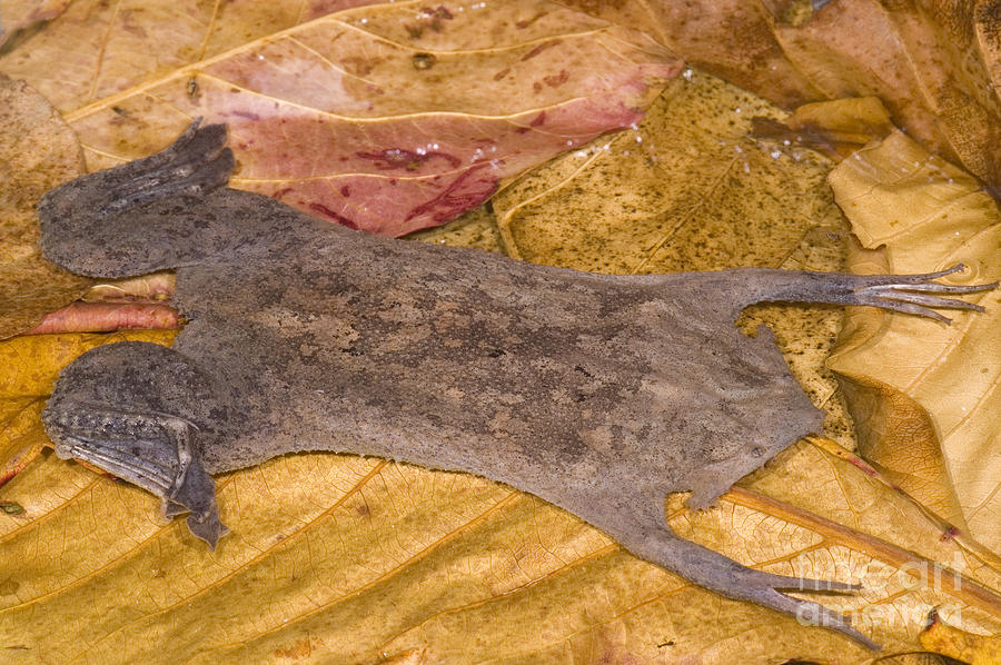 Surinam Toad Photograph by Dante Fenolio | Fine Art America