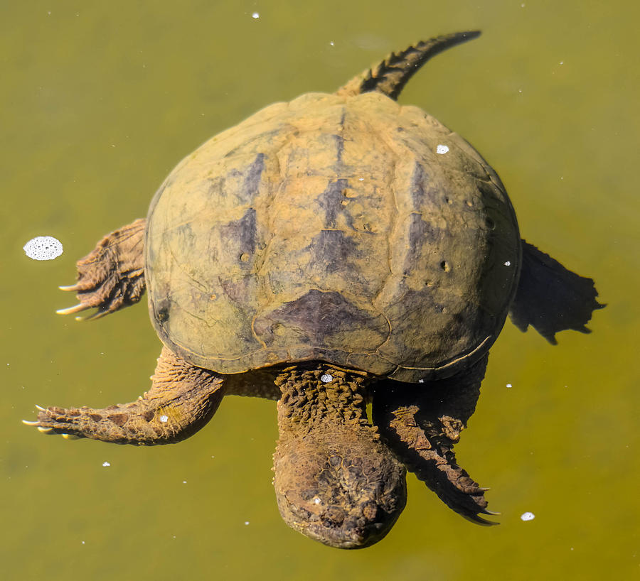Cedar Falls snapping turtle Photograph by Brian Stevens - Fine Art America