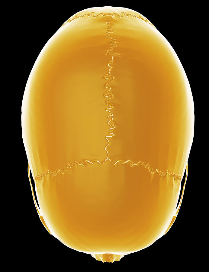 Skull, Computer Artwork Photograph by Pasieka - Fine Art America