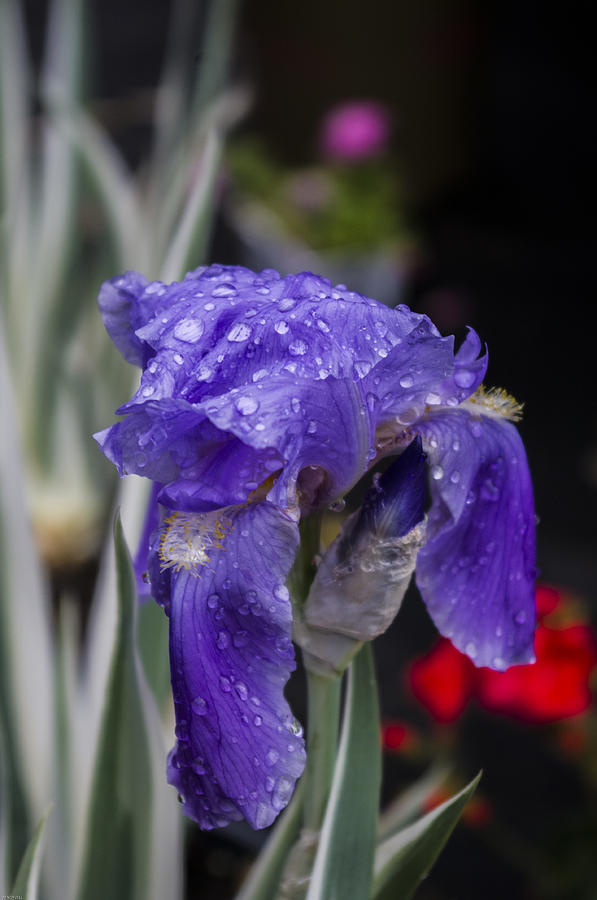 A blue iris Photograph by Randy Roark - Fine Art America