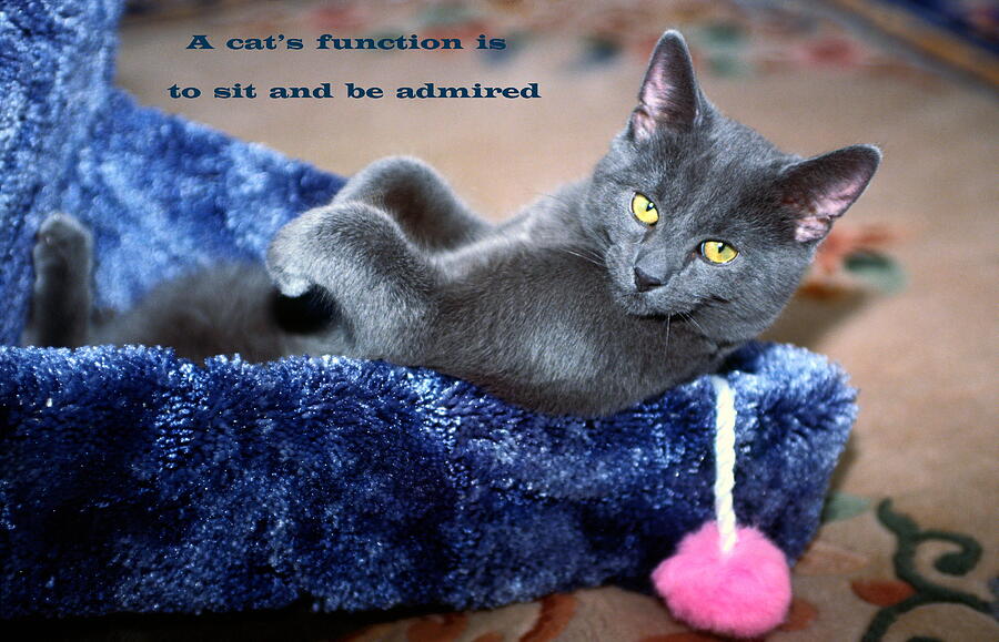 A Cats Function Photograph by Sally Weigand - Fine Art America