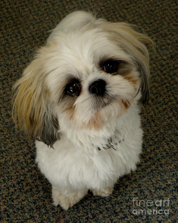 A Cute Little Guy Photograph by Lainie Wrightson - Fine Art America