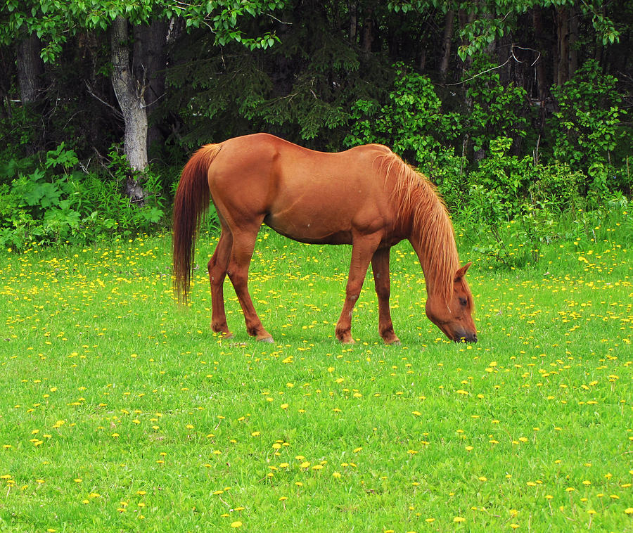 A Horse Is A Horse Photograph by Lisa Wingo - Fine Art America