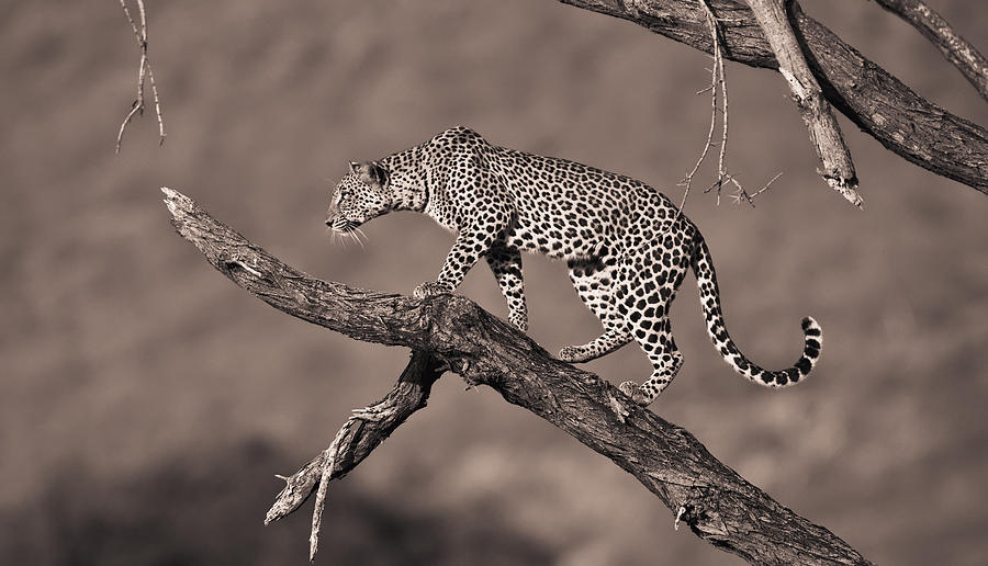 A Leopard Panthera Pardus In A Tree Photograph by David DuChemin - Pixels