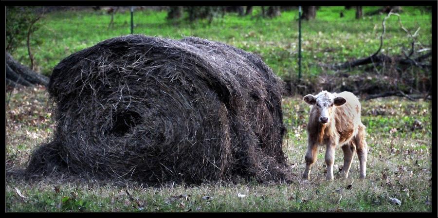 A Little Bull Photograph by Bear E Smith - Fine Art America