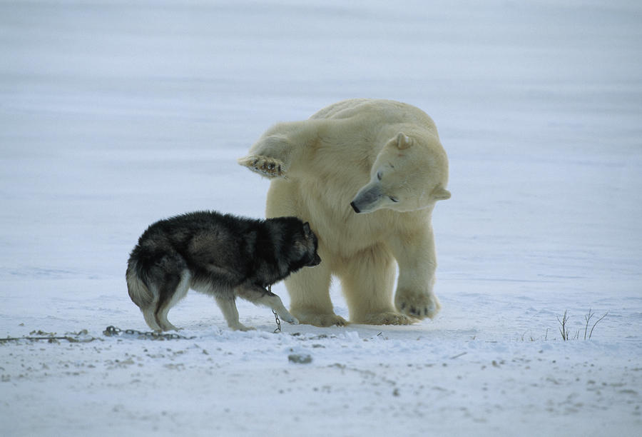 A Polar Bear Interacting Photograph by Norbert Rosing