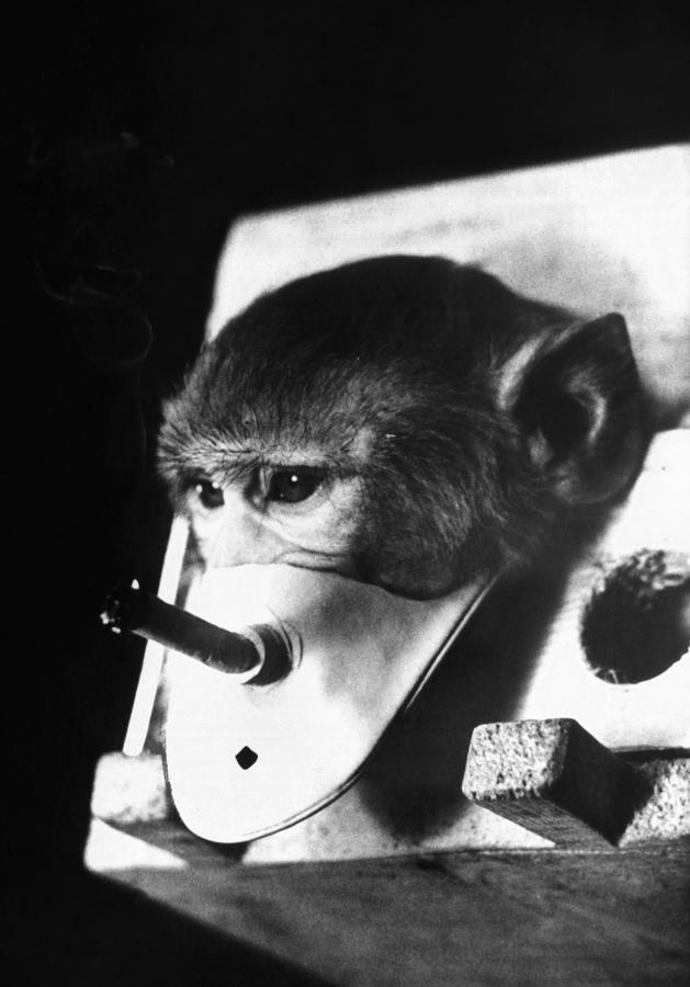A Rhesus Monkey Forced To Breath Photograph by Everett - Pixels