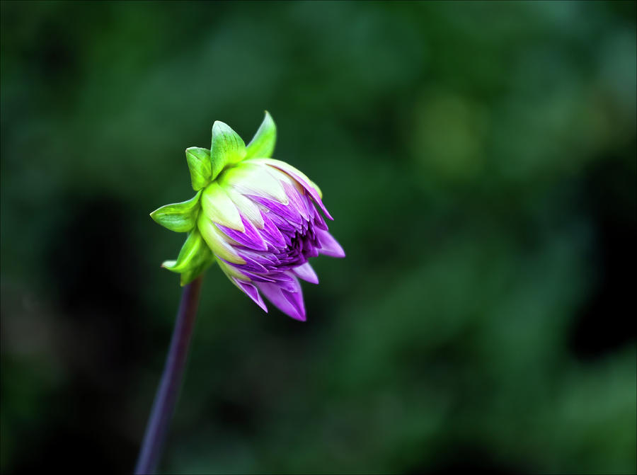 A Single Bud Photograph by Robert Ullmann - Fine Art America