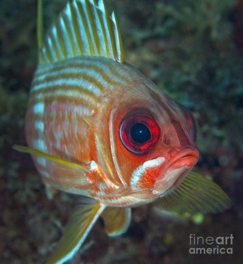 A Squirrelfish Turns And Looks Close Photograph by Michael Wood - Fine ...