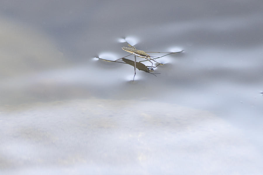 A Water Bug Skims The Surface Photograph by Phil Schermeister