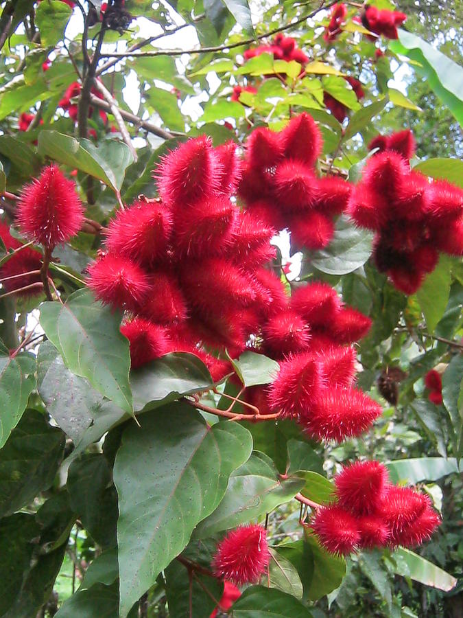 Achiote Photograph by Paul Cortes | Fine Art America