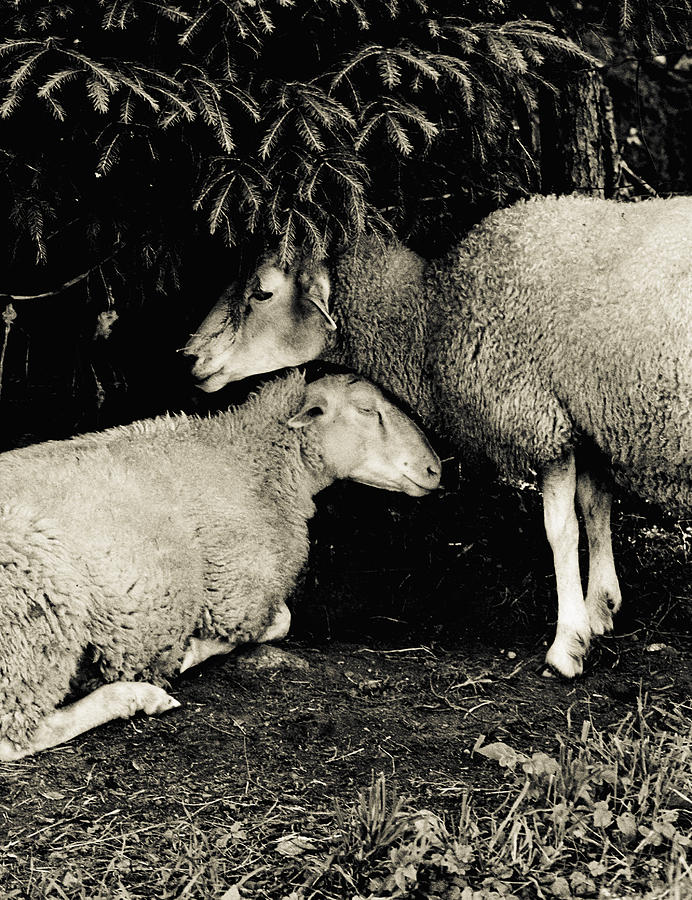 Affectionate sheep Photograph by Lars Hallstrom - Fine Art America