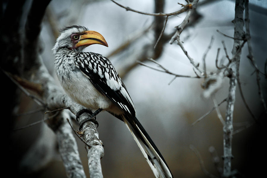 African Bird Photograph by Christina Horvath - Fine Art America