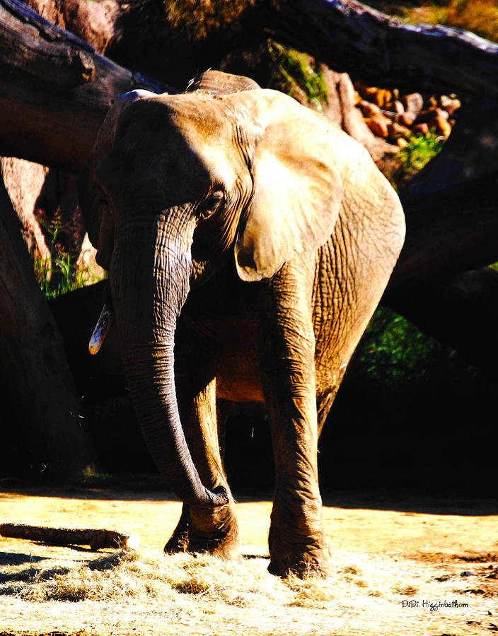 African Elephant Photograph by DiDi Higginbotham - Fine Art America
