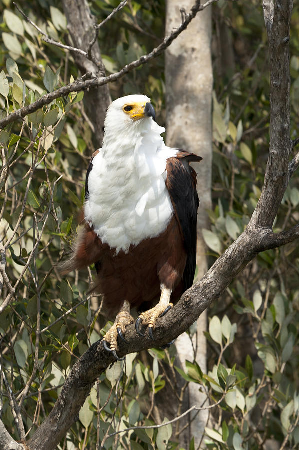 African Fish Eagle Photograph by Robert Selin - Fine Art America