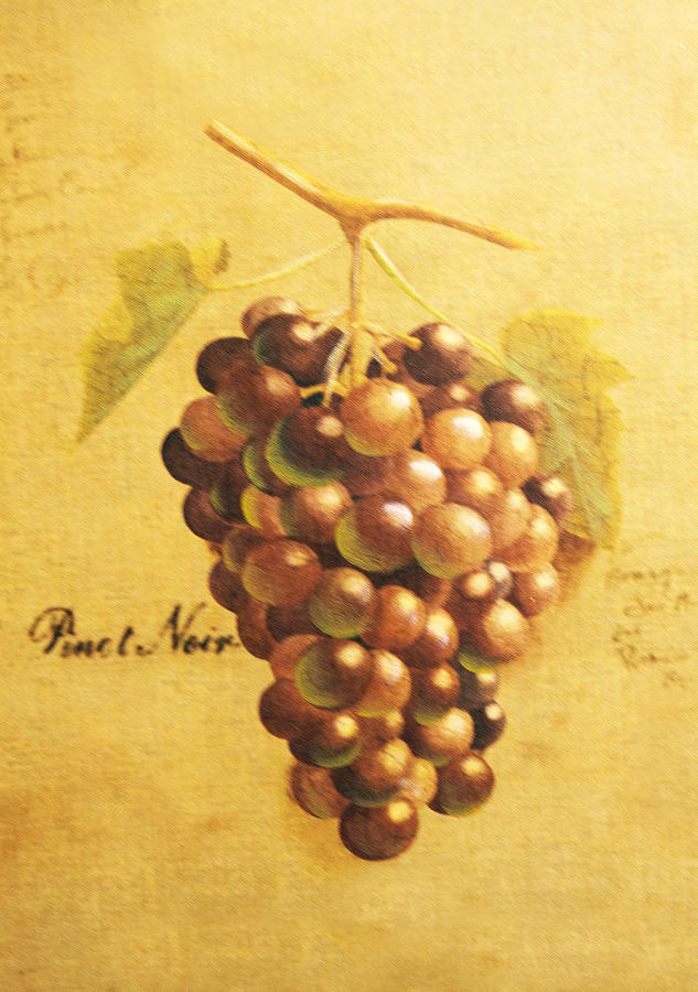 Aged Grape Poster Photograph by Linda Phelps - Fine Art America