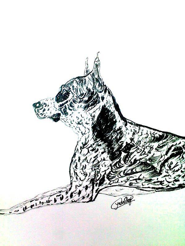 Alarming Alertness Drawing by Rocky Malhotra | Fine Art America