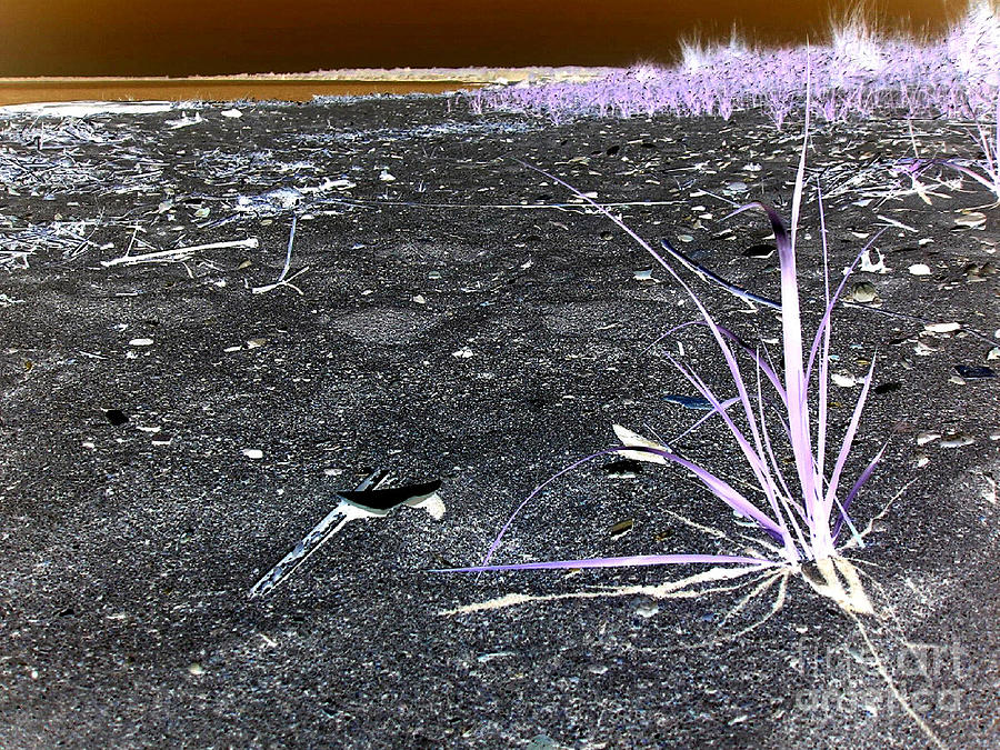 Alien Grass Photograph by Silvie Kendall