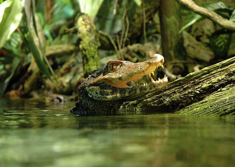 Alligator in swamp Photograph by Hector Valentin - Fine Art America