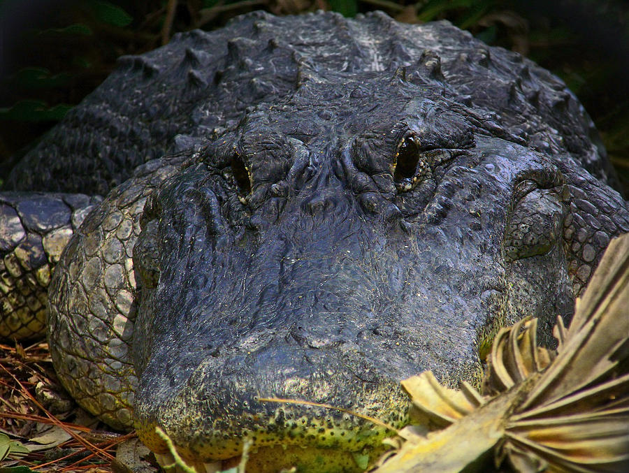 Alligator On Guard by Mark Andrew Thomas