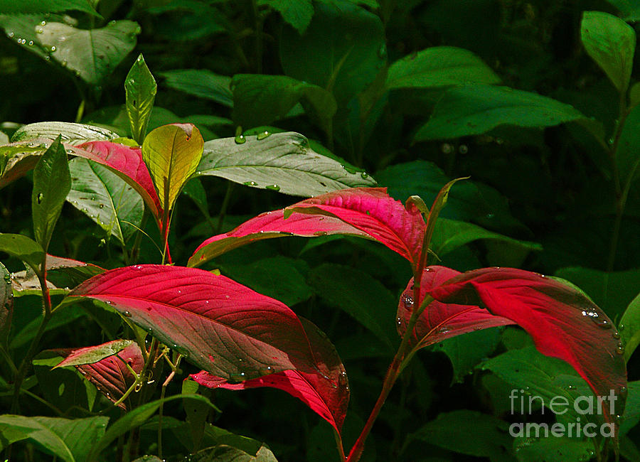 Almost Fall Photograph by Al Bliven - Fine Art America