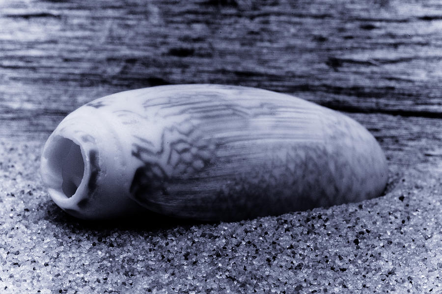 Along the Beach Photograph by Dave Hahn - Fine Art America