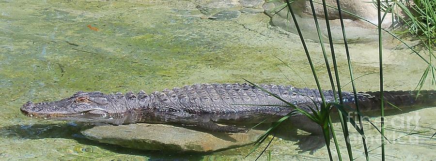 American Alligator Close Up Photograph by Lorrie Bible - Fine Art America