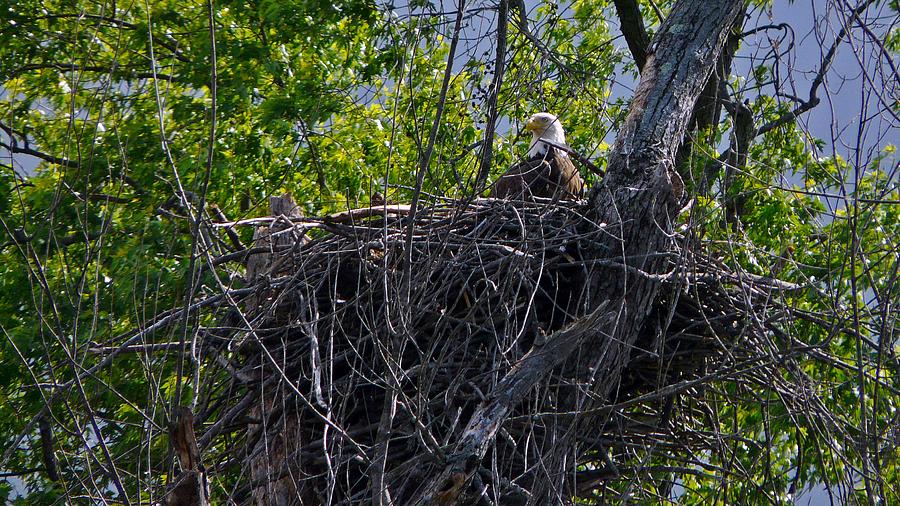 American Bald Eagle Nesting Photograph by Robert McCarthy - Pixels
