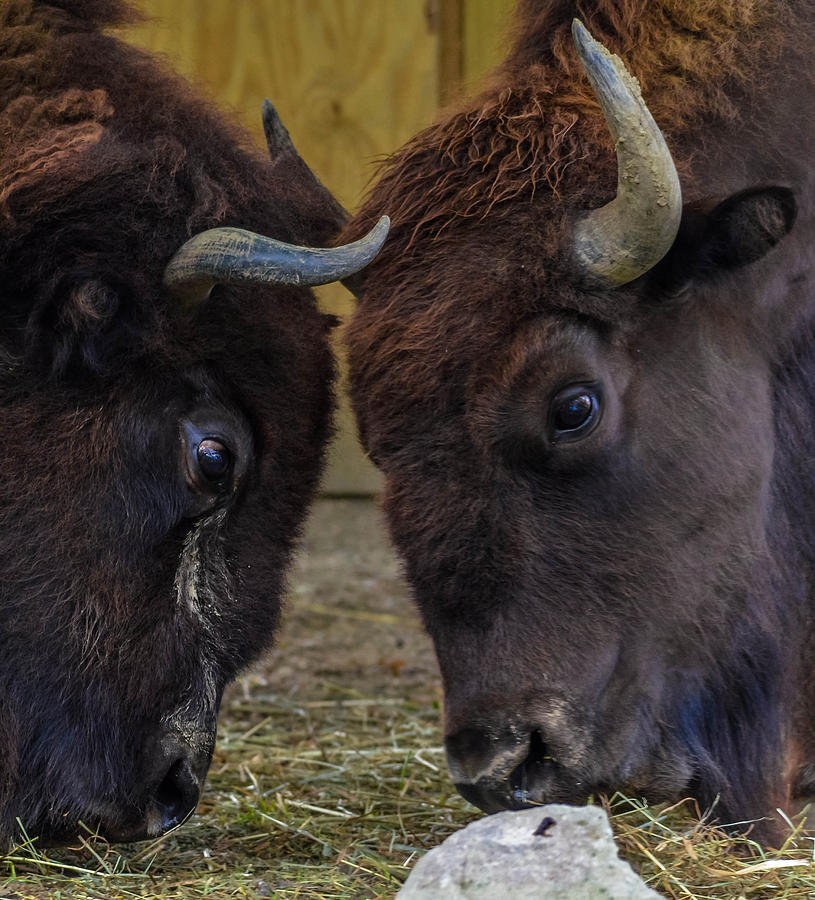 American Bison Photograph by Brian Stevens - Fine Art America