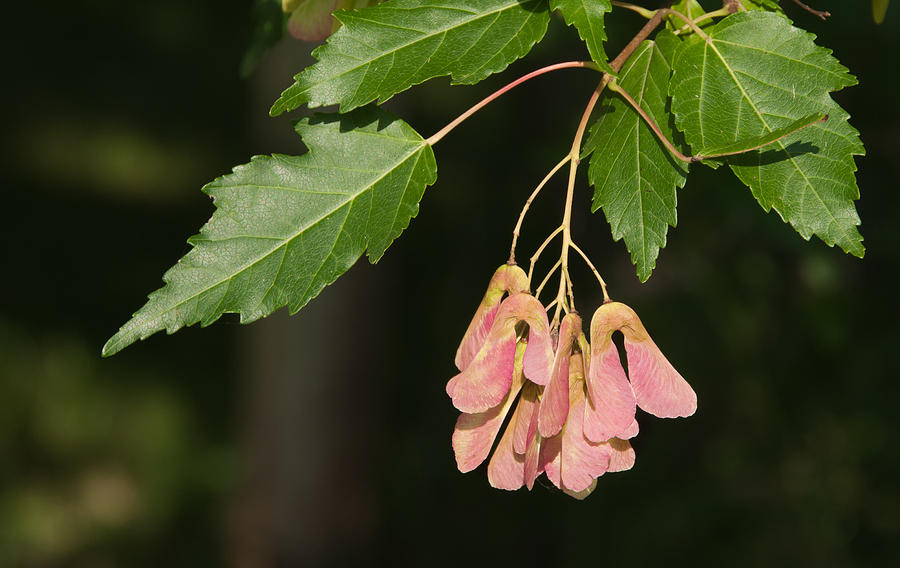 Amur Maple Keys 2 Photograph by Jim Albert - Fine Art America