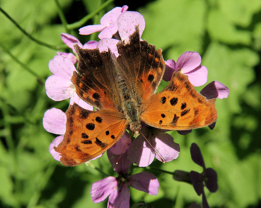 Anglewing butterfly Photograph by Doris Potter - Fine Art America