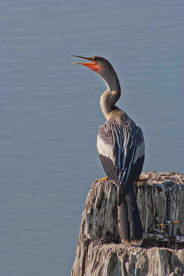 Anhinga Swamp Turkey Photograph by John Wright | Fine Art America