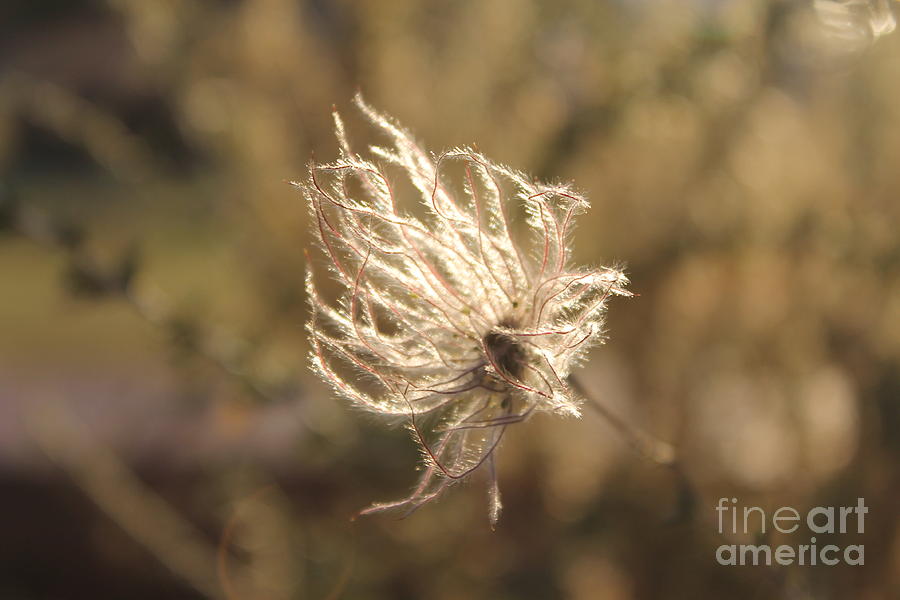 Apache Plume Photograph by Martha Griffith - Fine Art America