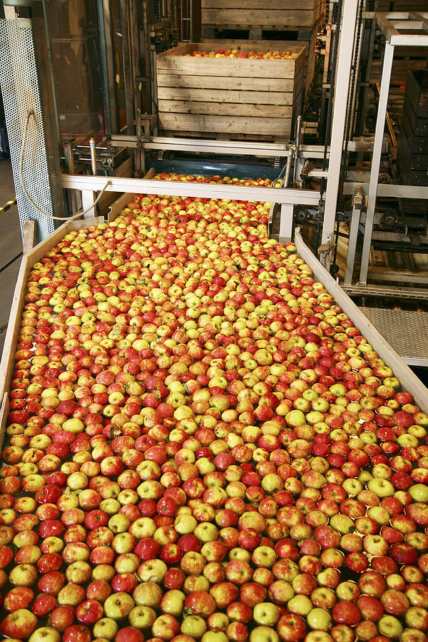 Apple Processing Photograph by Bjorn Svensson - Fine Art America