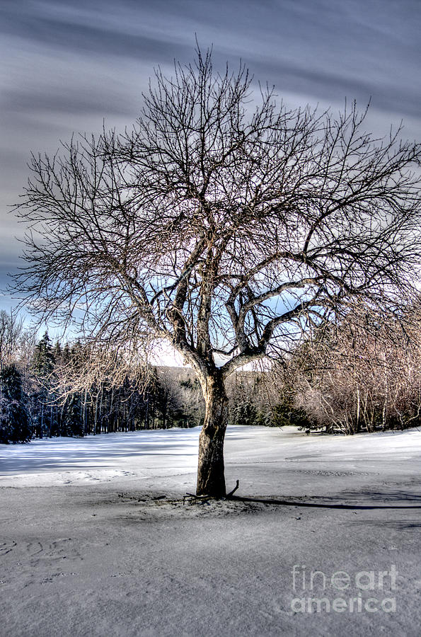 Apple Tree In Winter Photograph by Allan MacDonald