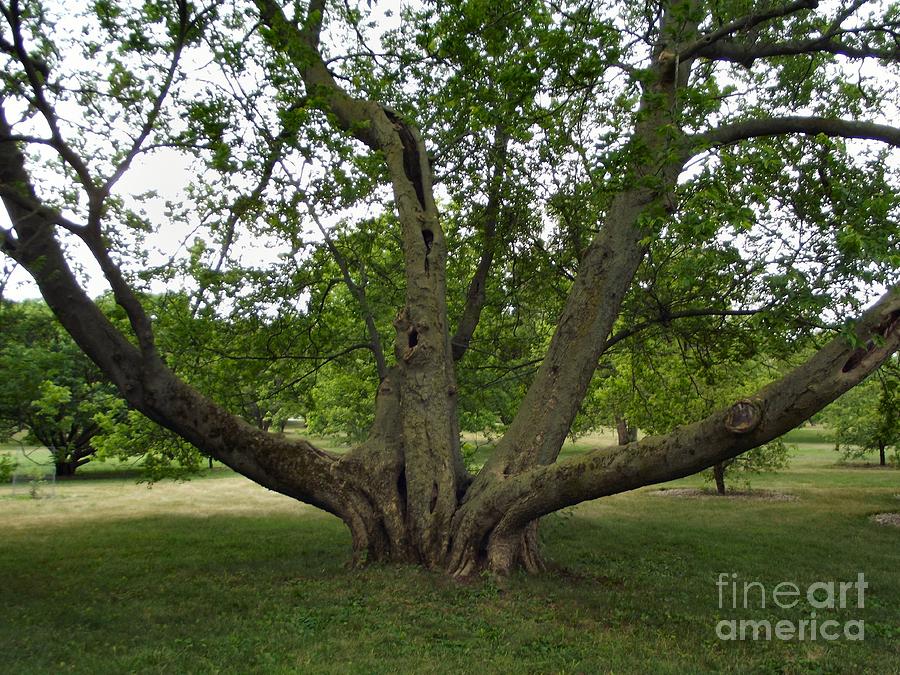 Arboretum Tree XIII Digital Art by Jim Buda - Fine Art America