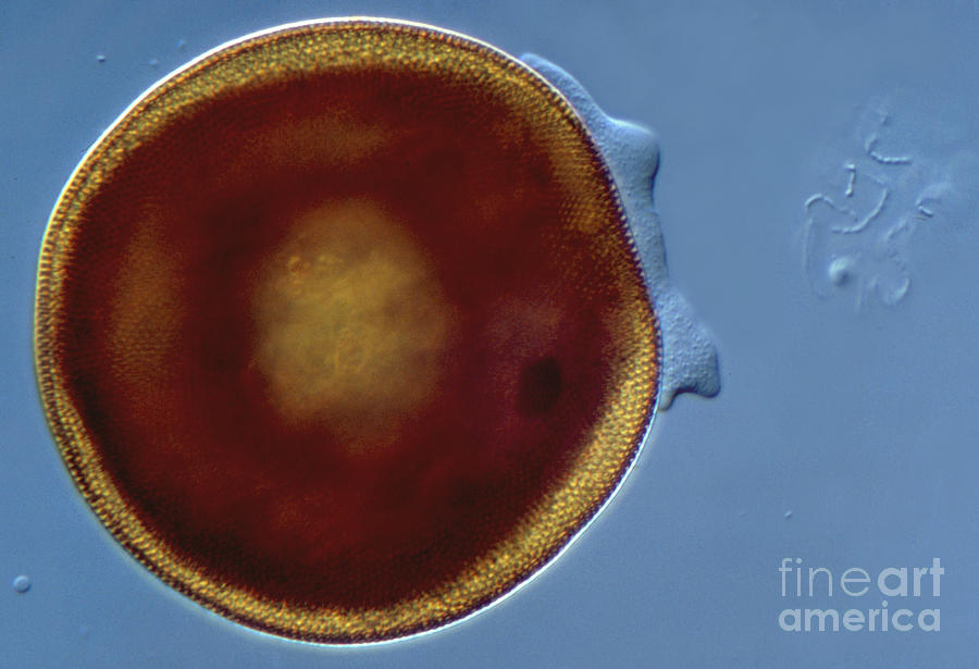 Arcella Photograph by M. I. Walker - Fine Art America