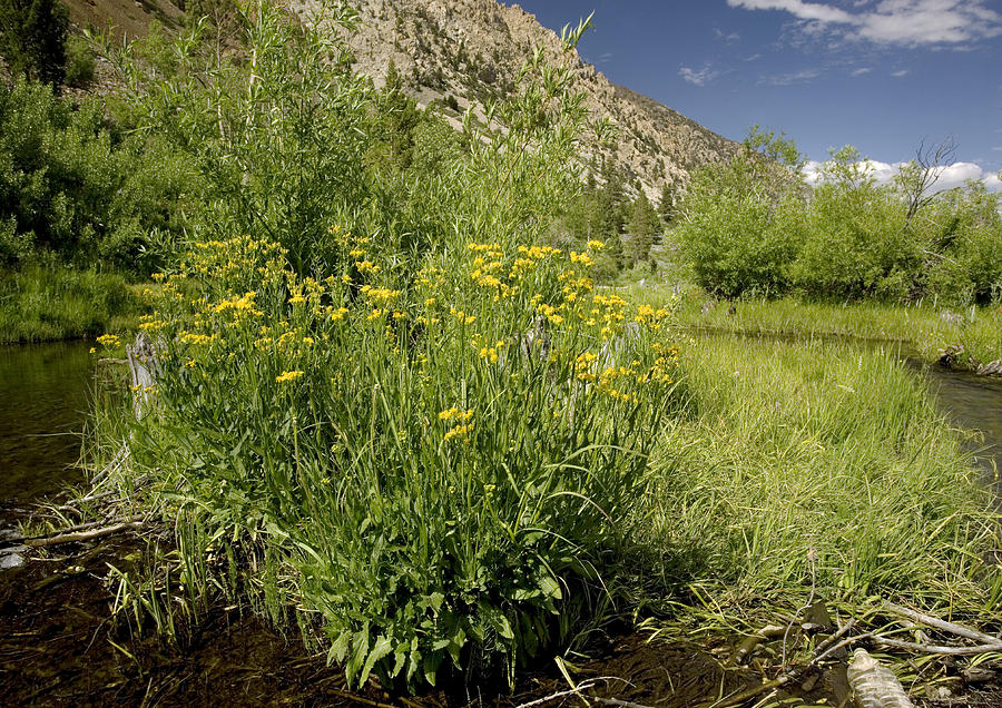 Arrowleaf Ragwort (senecio Triangularis) by Science Photo Library