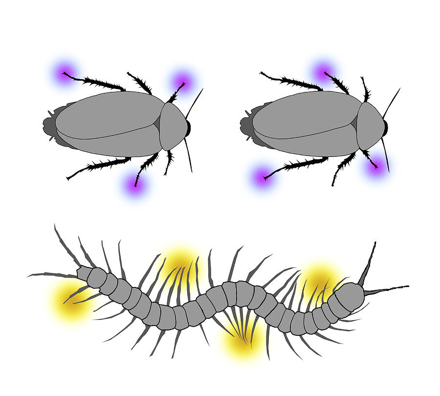 Arthropod Locomotion, Artwork Photograph by Seymour - Pixels