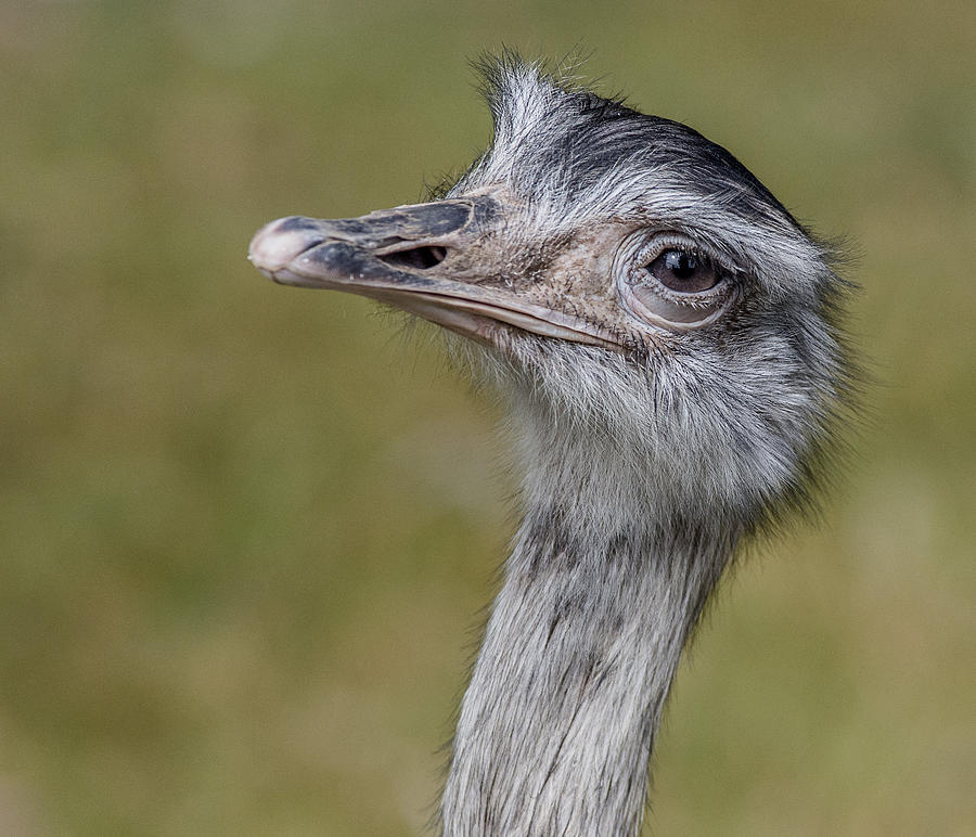 Askance Photograph by Greg Nyquist - Fine Art America