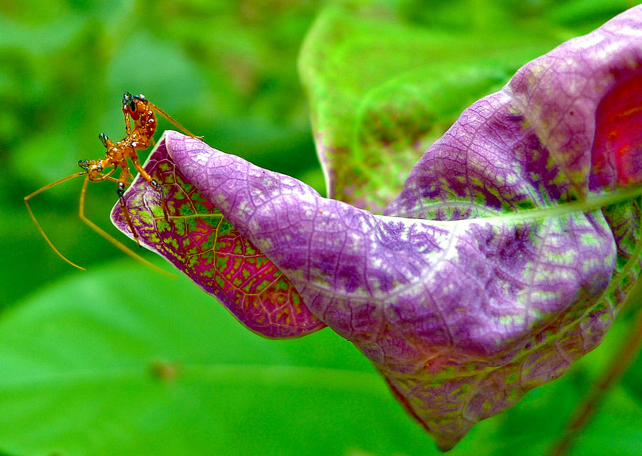 Assassin Bug Abode Photograph by Roy Foos | Fine Art America