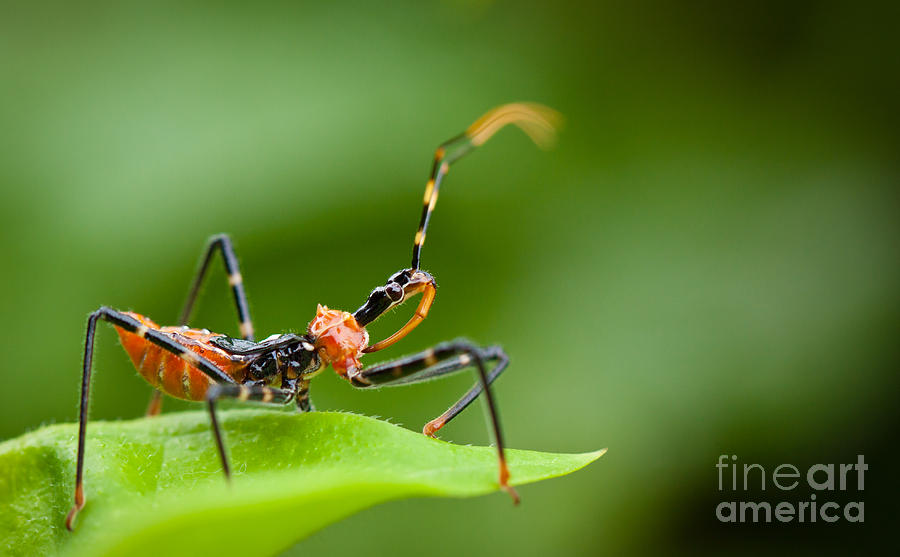 Assassin bug Photograph by Johan Larson - Fine Art America