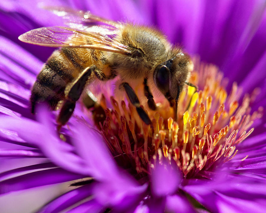 Aster Bee Photograph by Vicki Jauron | Fine Art America