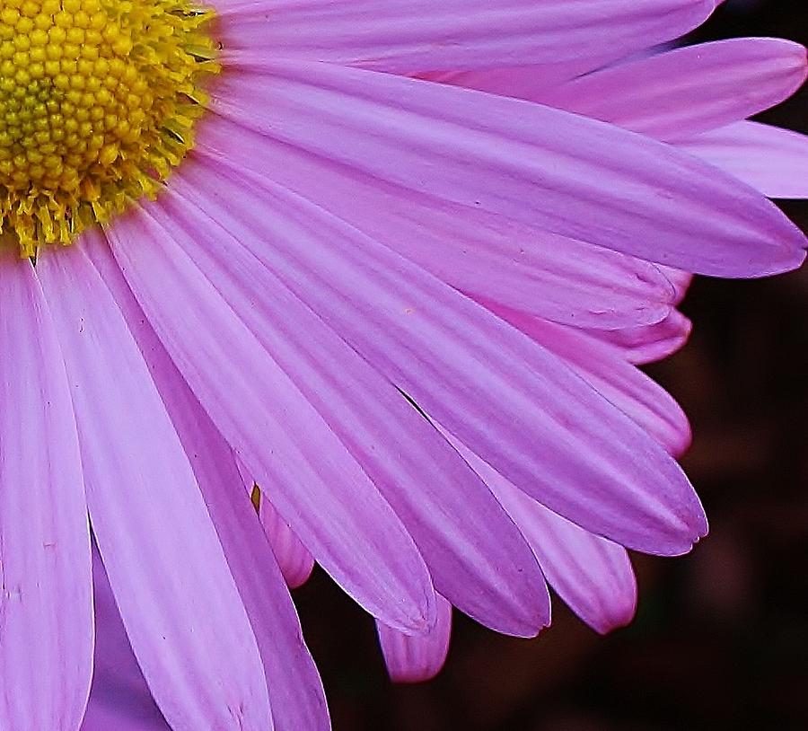 Aster Close-up Photograph by Bruce Bley | Pixels