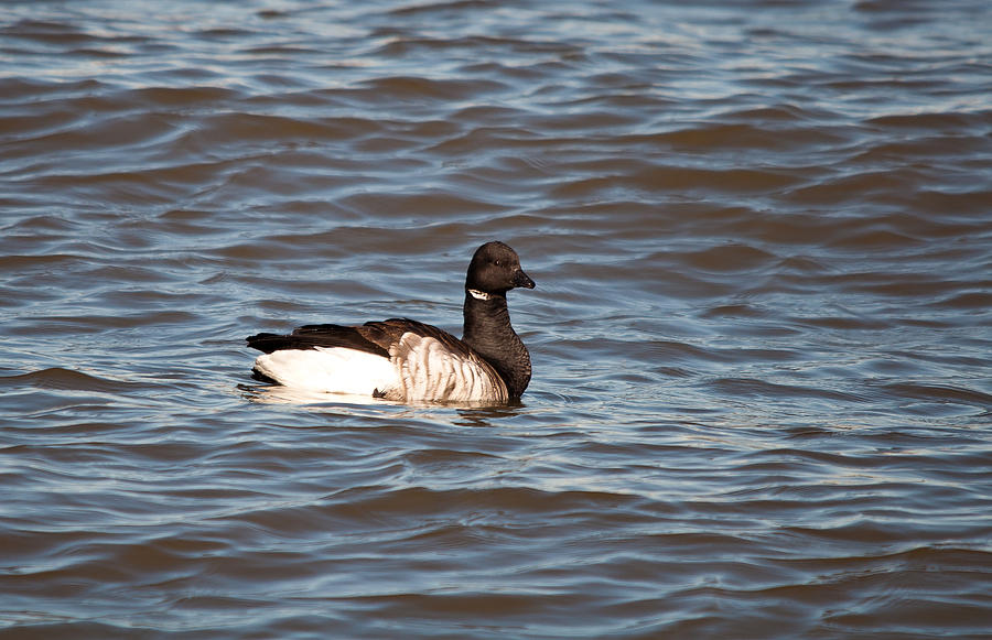 Atlantic Brant Photograph by Vidhya Narayanan - Pixels
